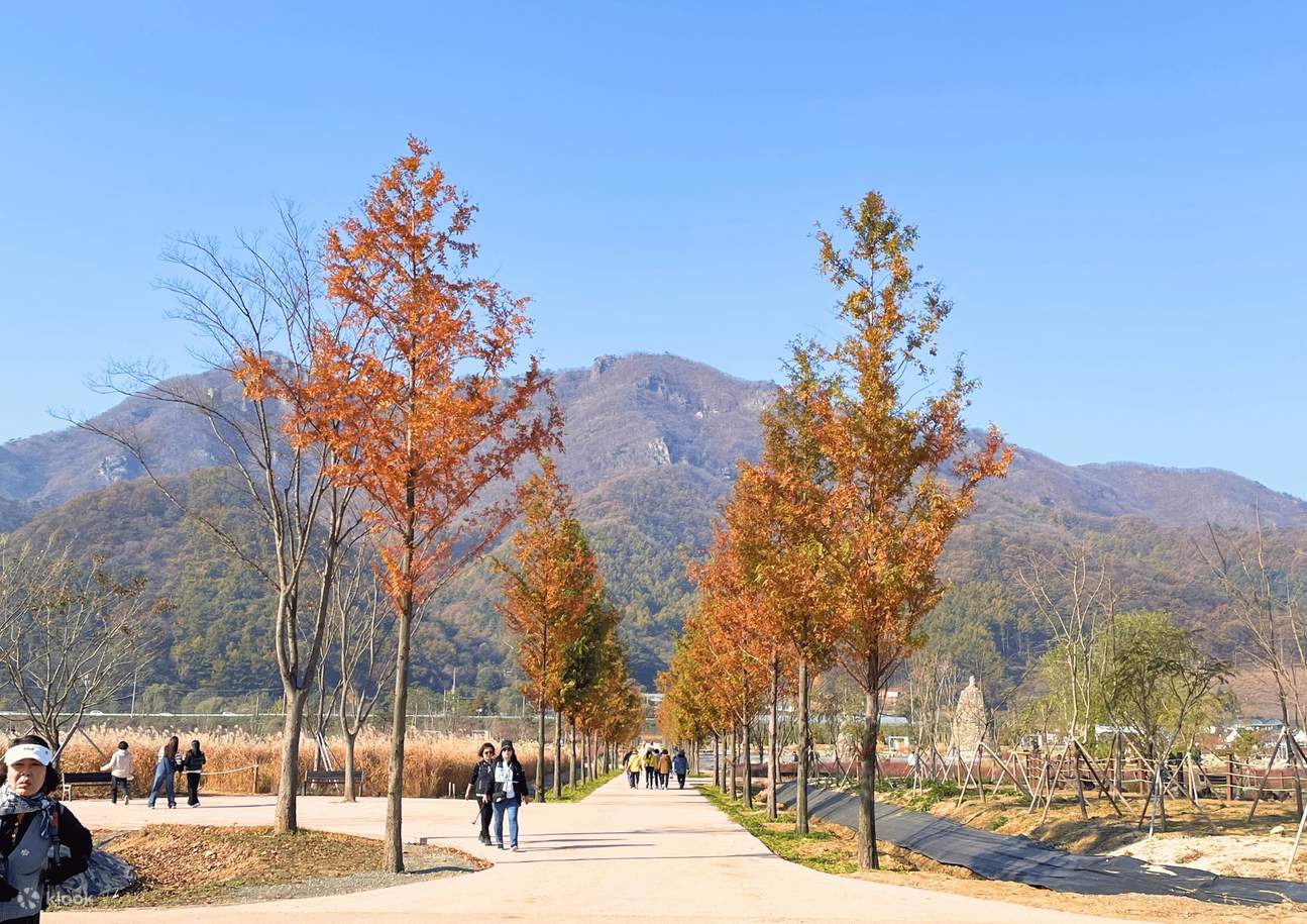 Pocheon 1-Day Tour: Y-Shaped Suspension Bridge & Herb Island - Klook ...